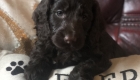 F1 Cockapoo Puppies for sale | Available soon from Felindre Cockapoos