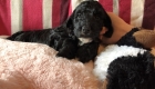 F1 Cockapoo Puppies for sale | Available soon from Felindre Cockapoos