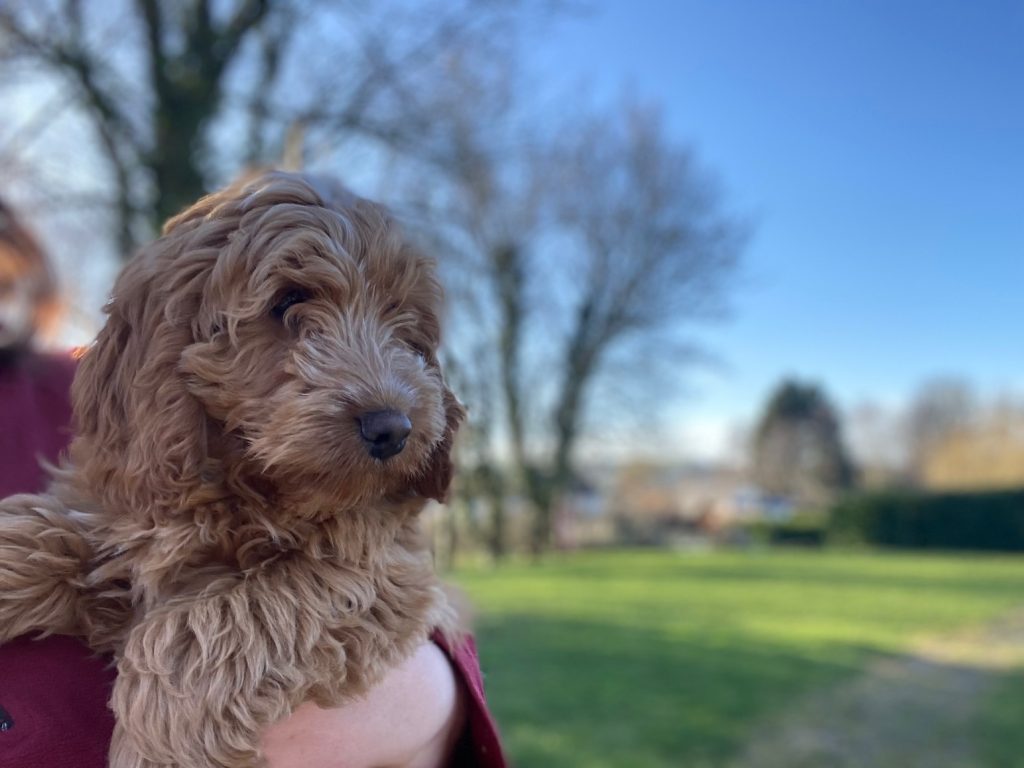 Cockapoo Puppies For Sale Near Me Cockapoo Breeders UK