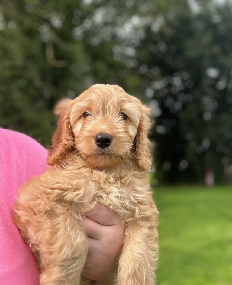 Cockapoo Puppies for Sale in UK at Felindre Cockapoo Breeders